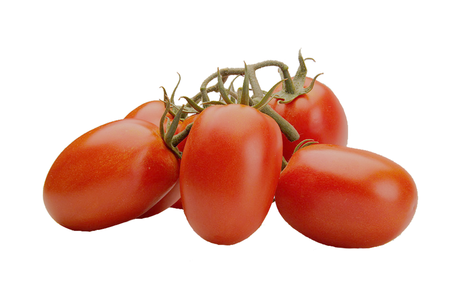 Semences de Tomate | CapGen Seeds