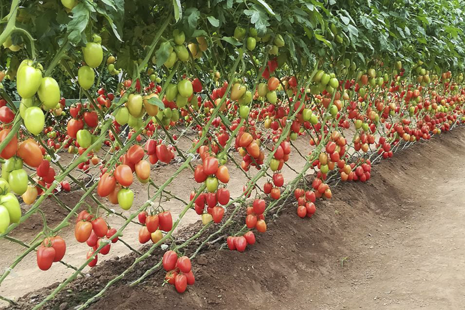 Oval Tomato > Adamantium Plus | CapGen Seeds