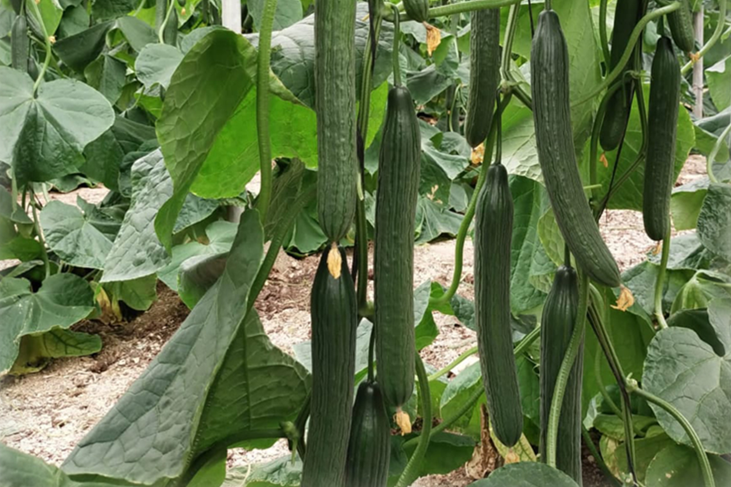 Dutch Cucumber > Chencho | CapGen Seeds