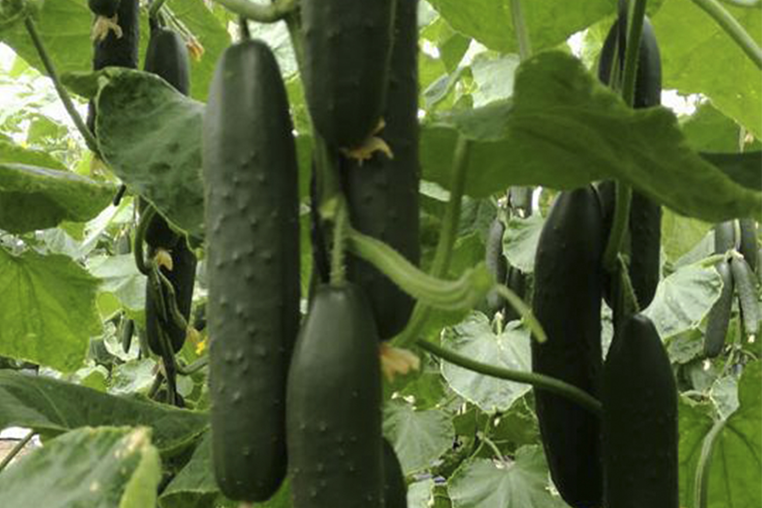 American Slicer > Chimo | CapGen Seeds