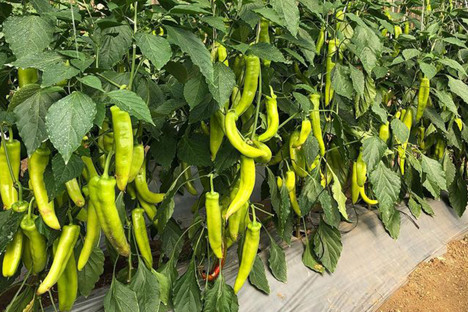 Chile > Coloso | CapGen Seeds