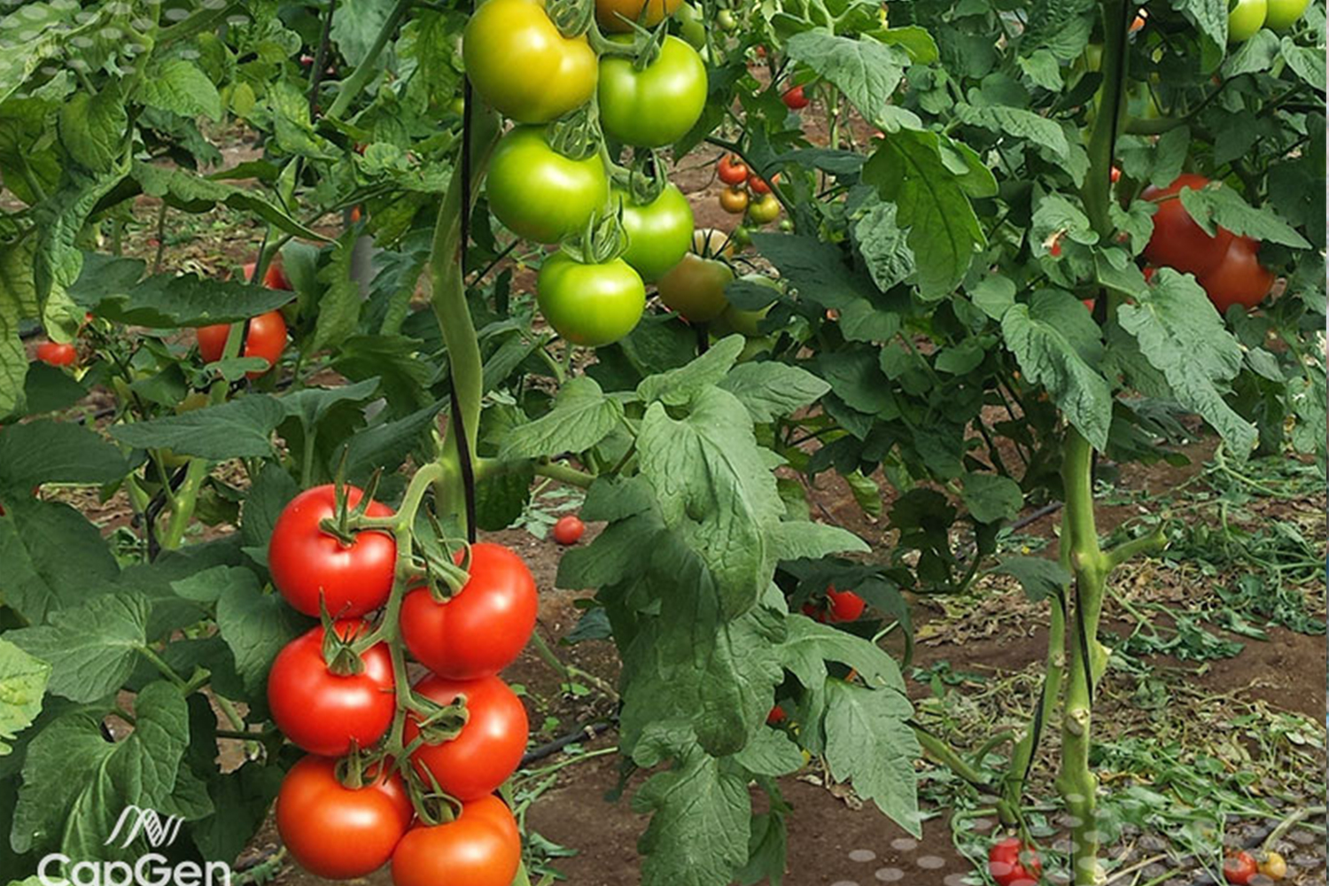 Cluster Tomato > Costello | CapGen Seeds