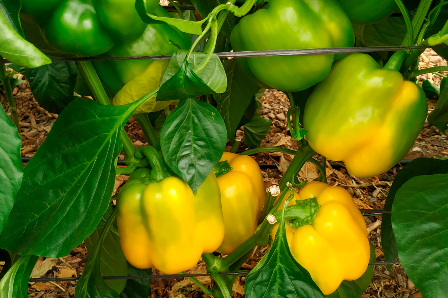 Blocky Pepper > Fluor | CapGen Seeds