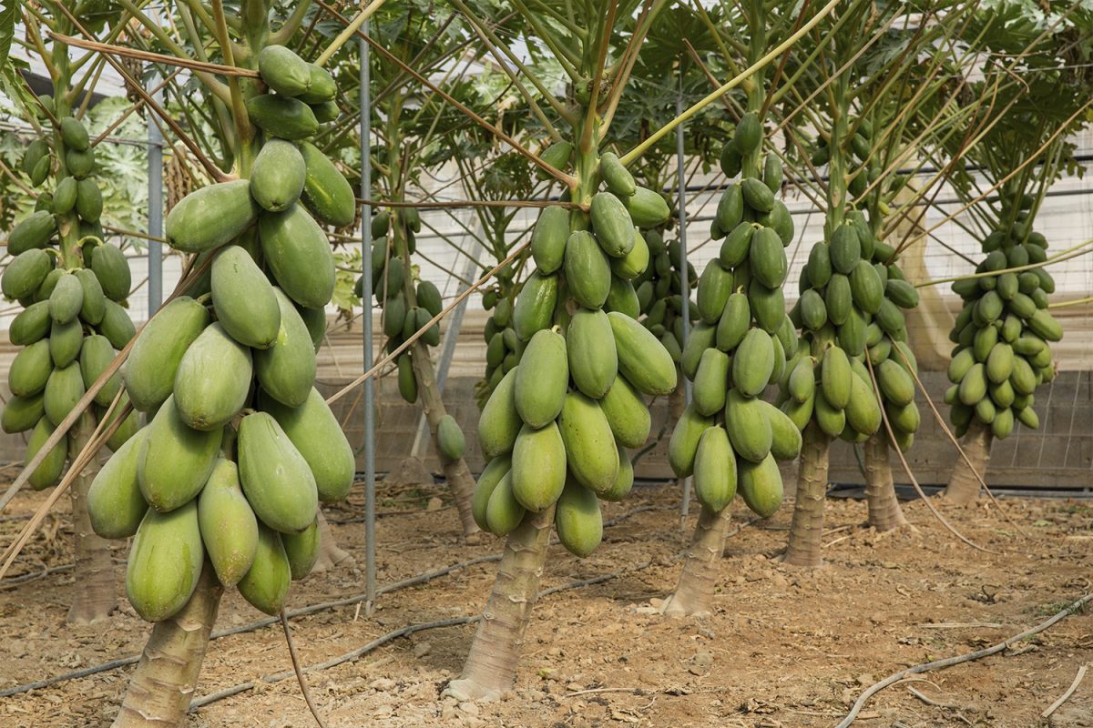 Semillas De Papaya CapGen Seeds
