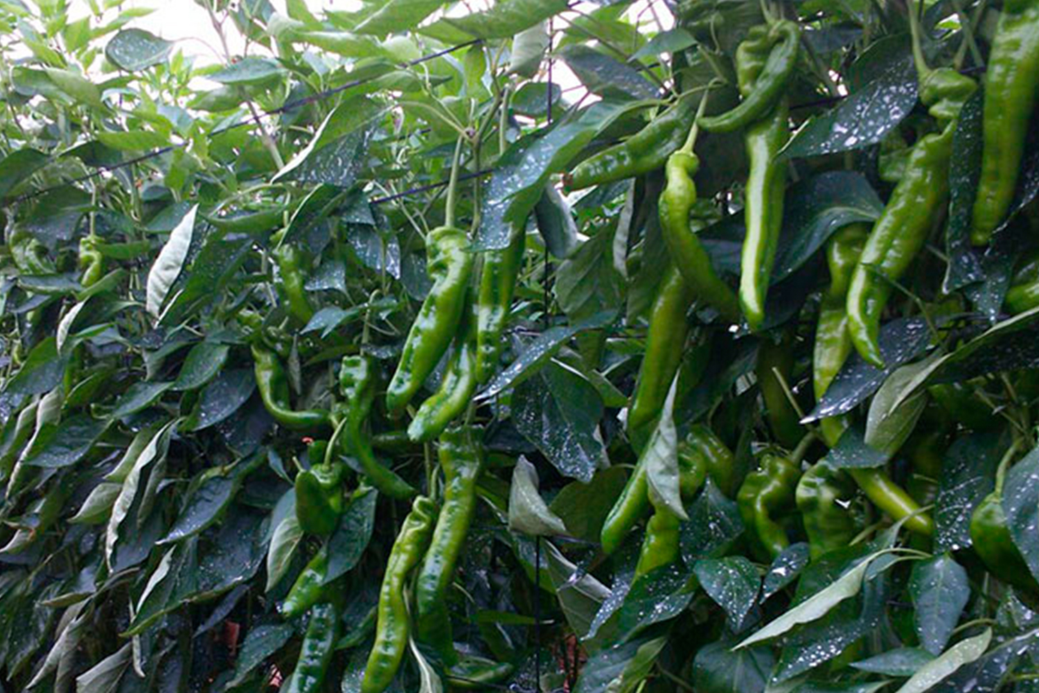 Pimiento Italiano > Messi | CapGen Seeds