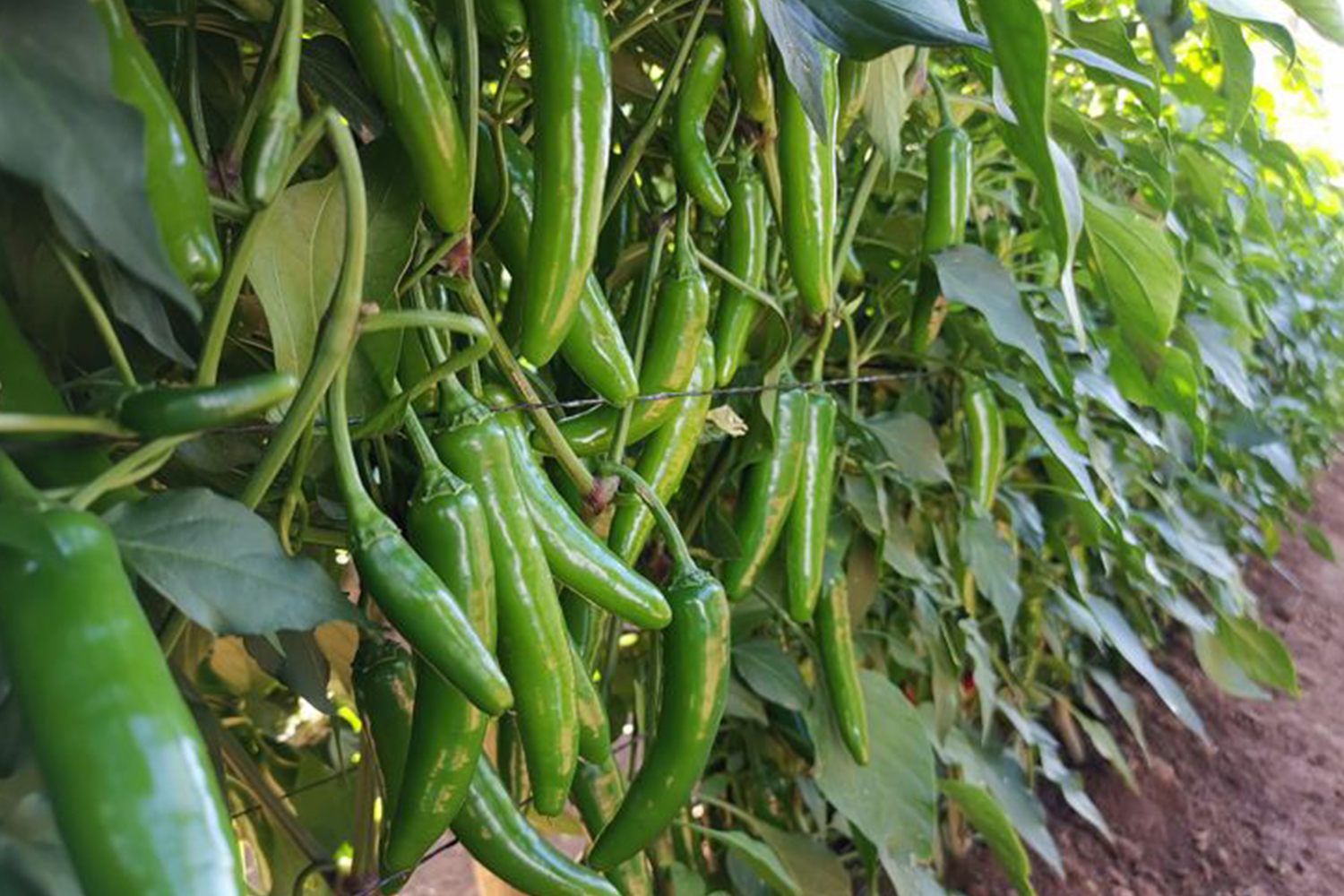 Serrano Pepper > Plata | CapGen Seeds