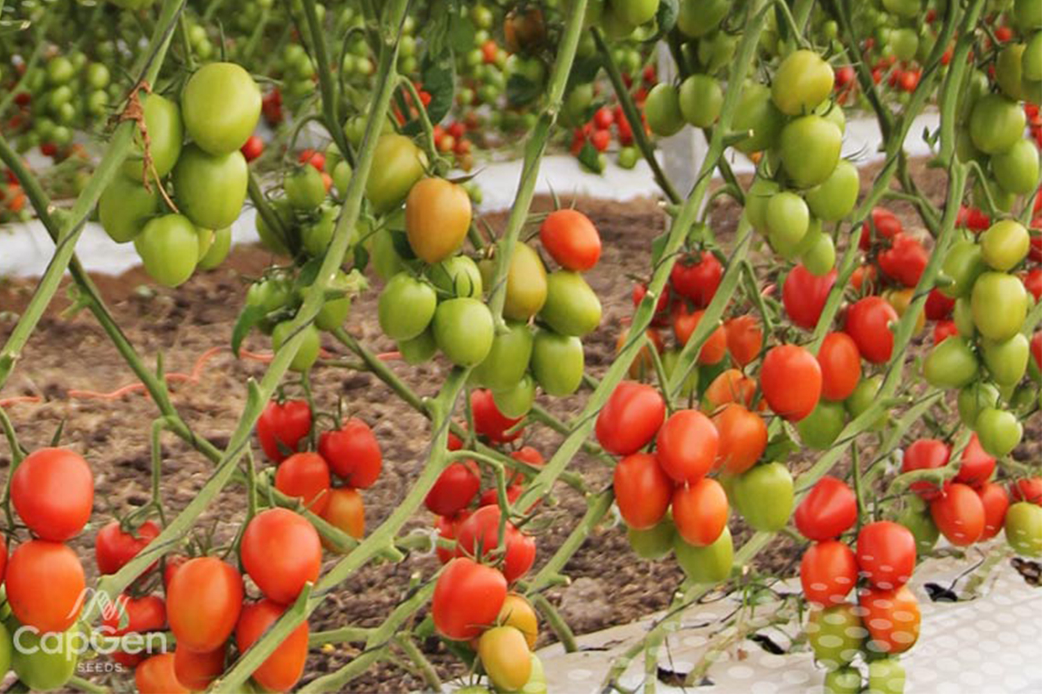 Oval Tomato > Vibranio | CapGen Seeds