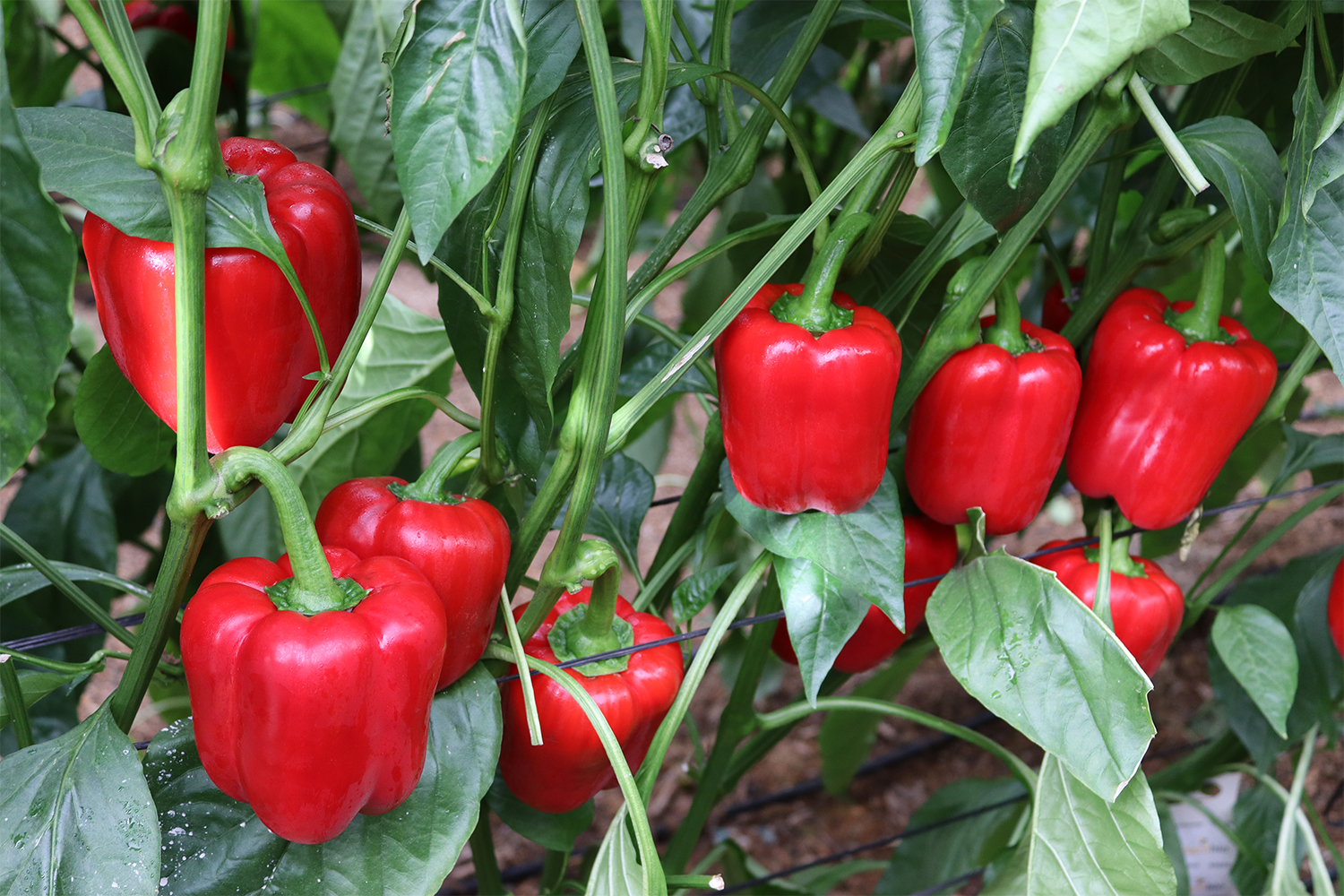 Pimiento California > CGP1601 | CapGen Seeds