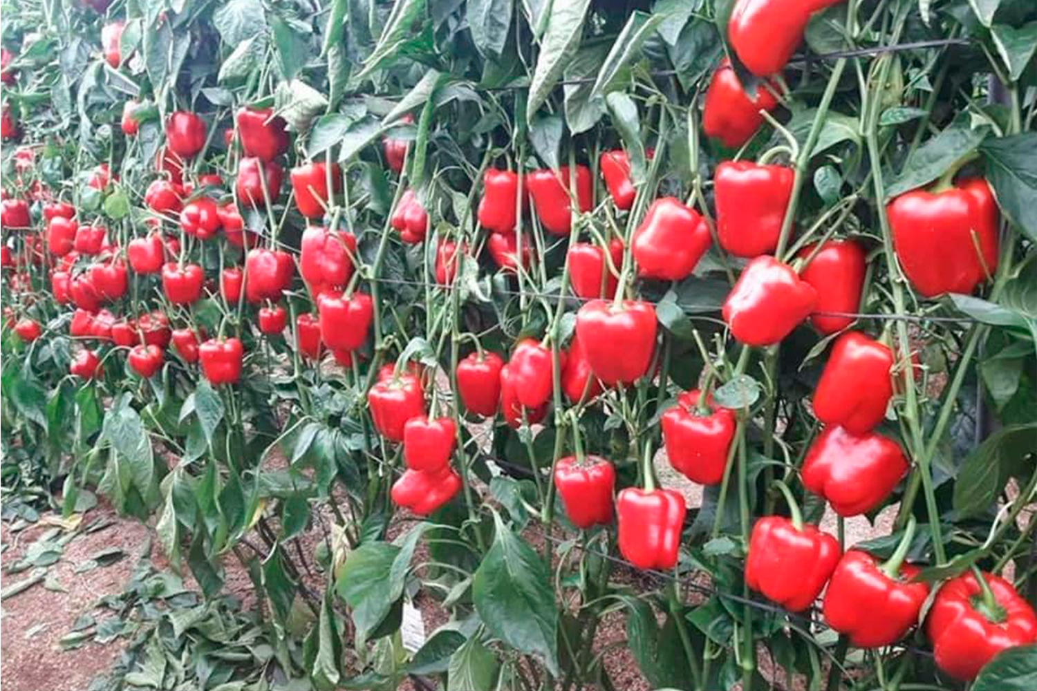 Blocky Pepper > Van Gogh | CapGen Seeds