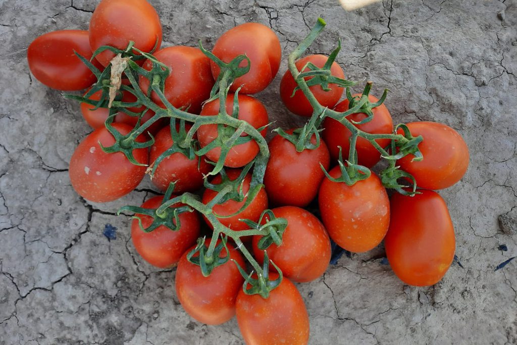 Industrial tomato > Tawnza | CapGen Seeds - Capital Genetic