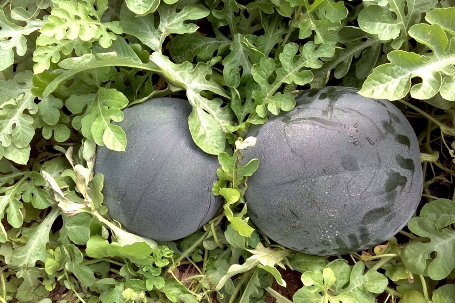 Sandía Negra > Tentación | CapGen Seeds