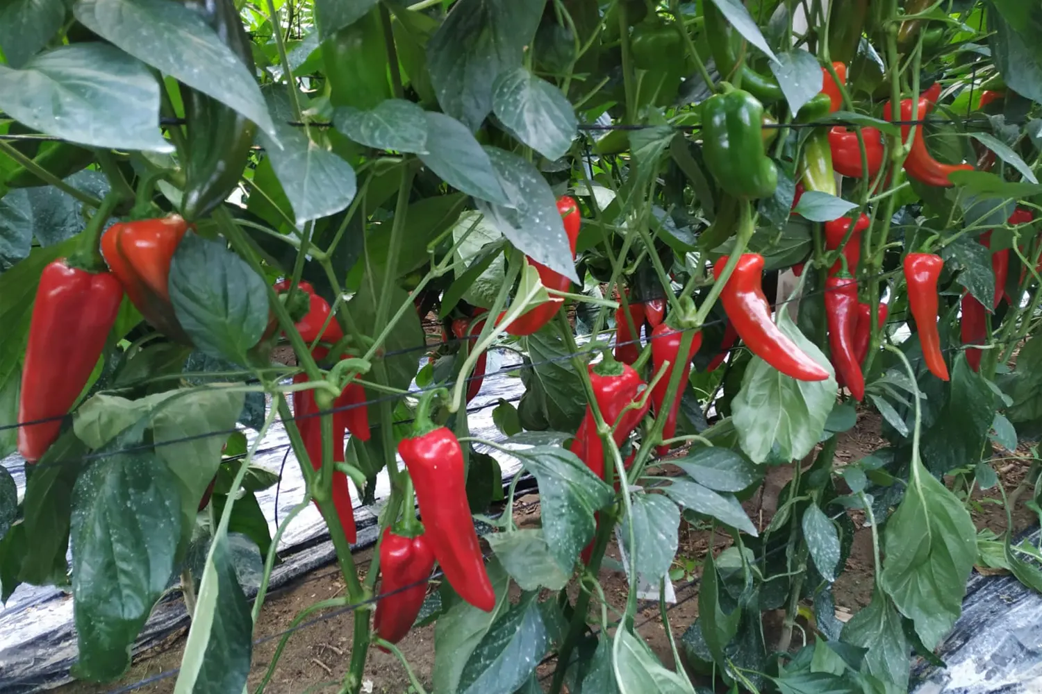 Kapya Pepper > Letha | CapGen Seeds