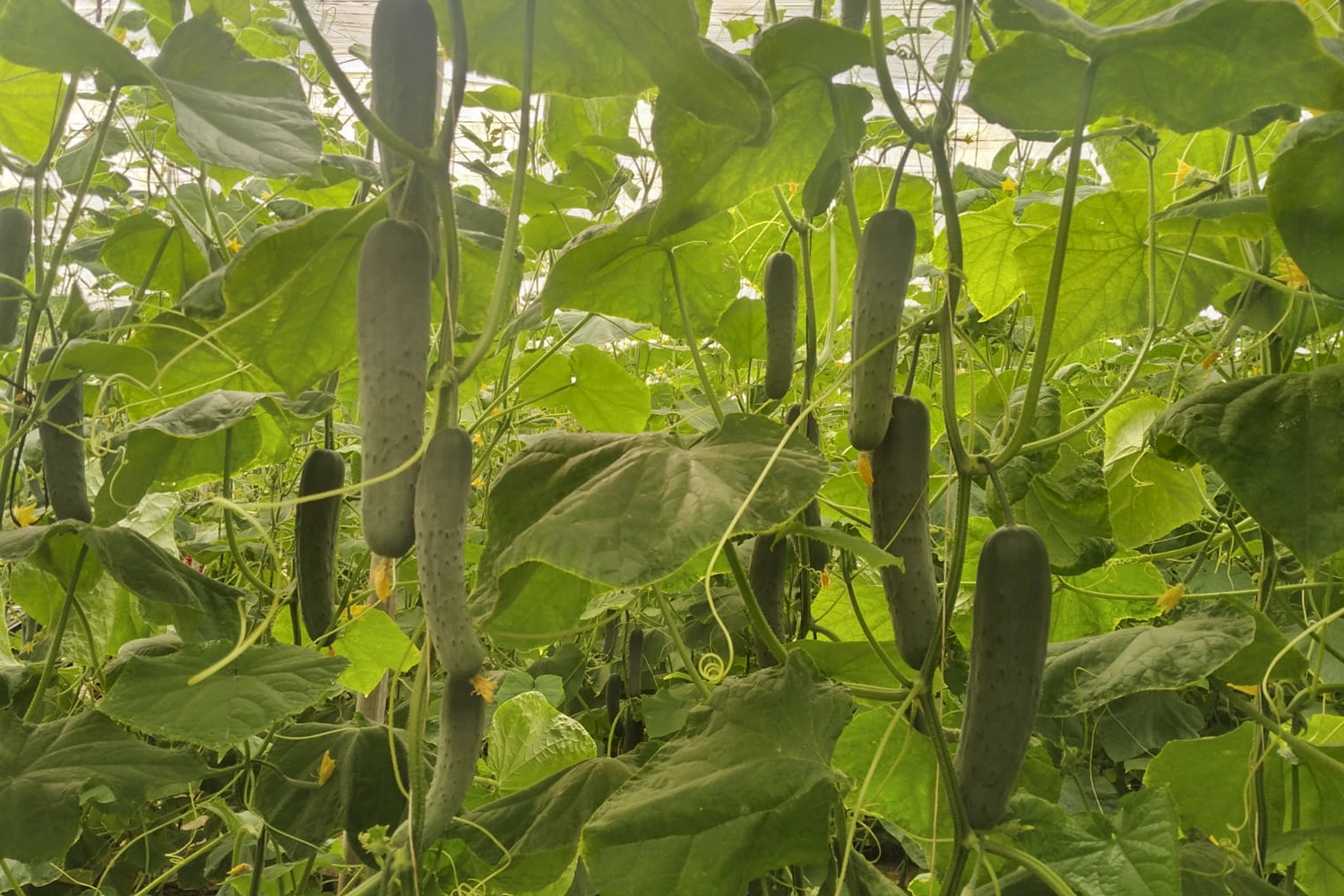 American Slicer > Chtouka | CapGen Seeds