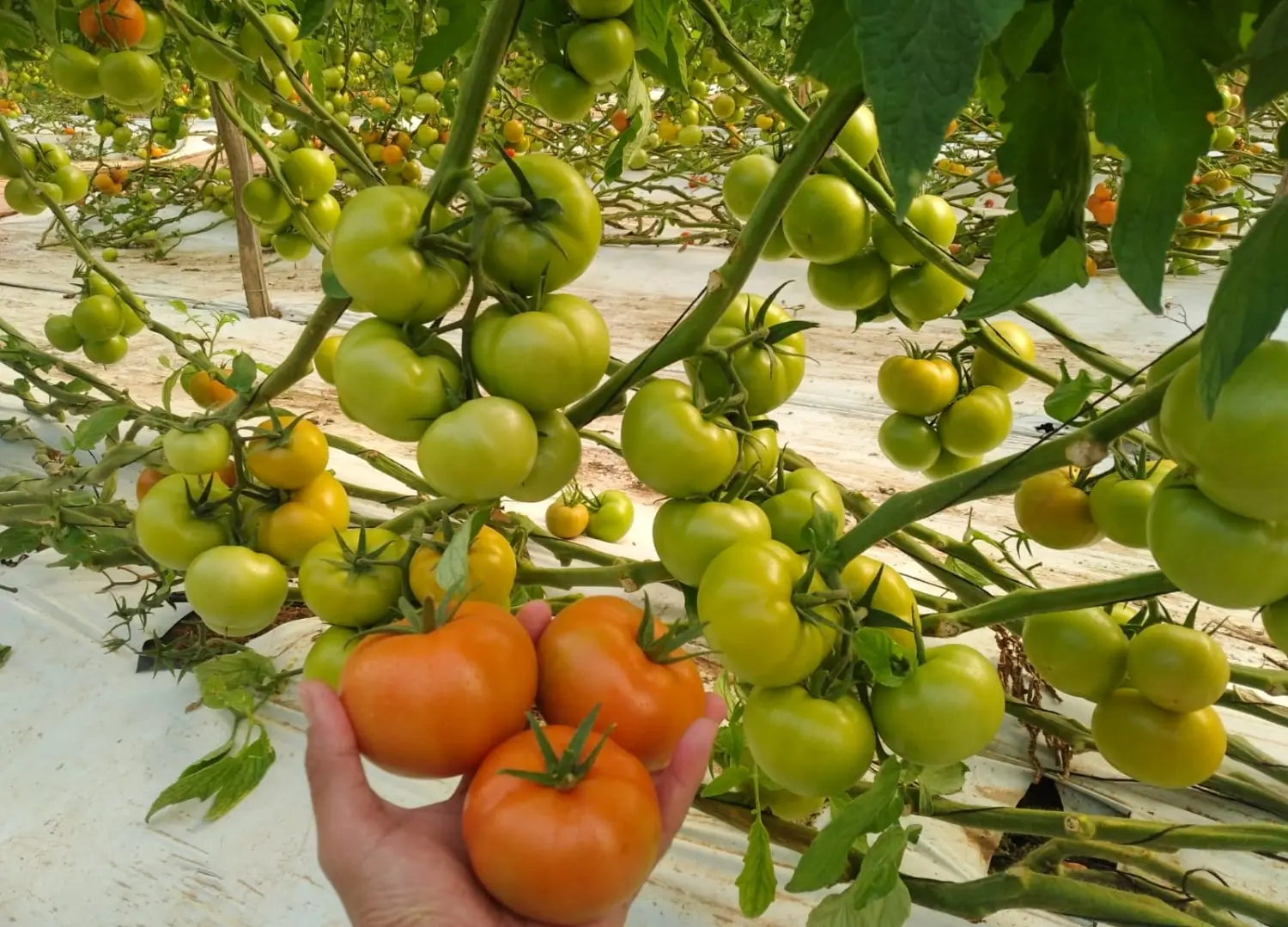 Loose Tomato > Donka | CapGen Seeds