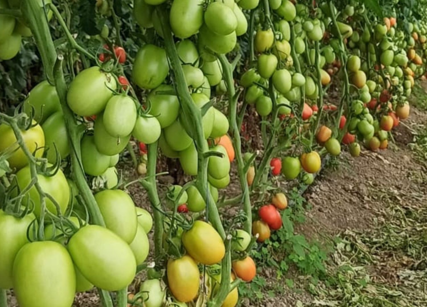 Tomate pera > Efren | CapGen Seeds