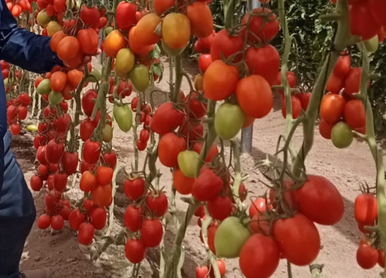 Oval tomato > Sanson | CapGen Seeds