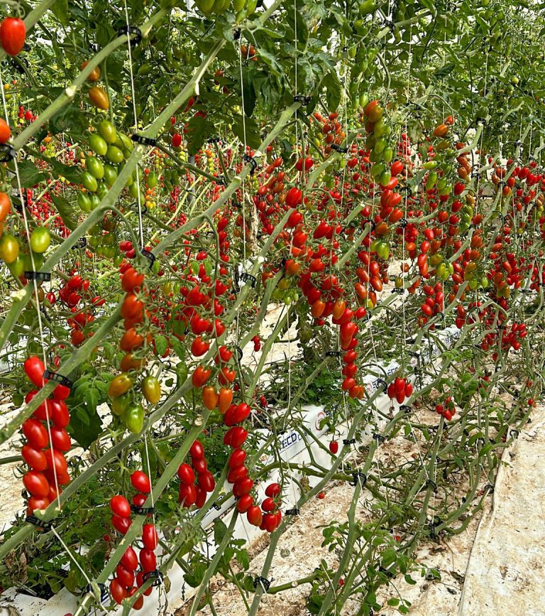 CapGen Seeds expands its presence in Europe