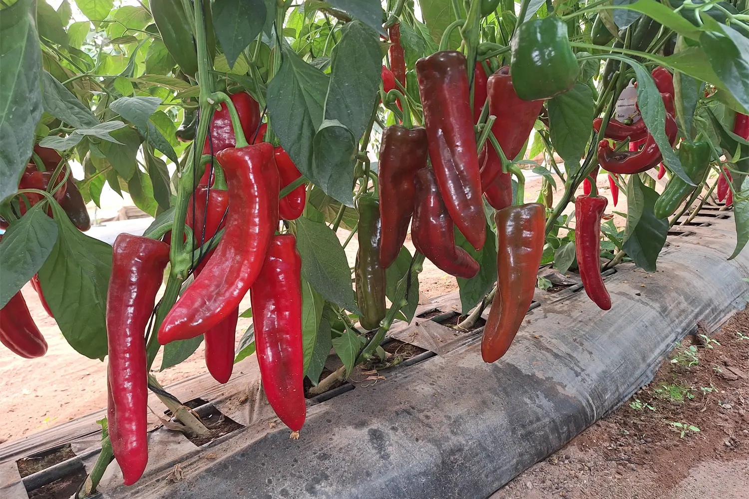 Hot bull horn Pepper > Bronco | CapGen Seeds