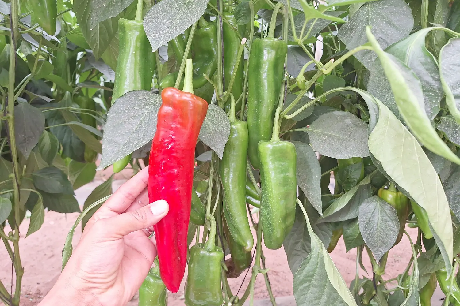 Hot Kapya Pepper > Shalaal | CapGen Seeds