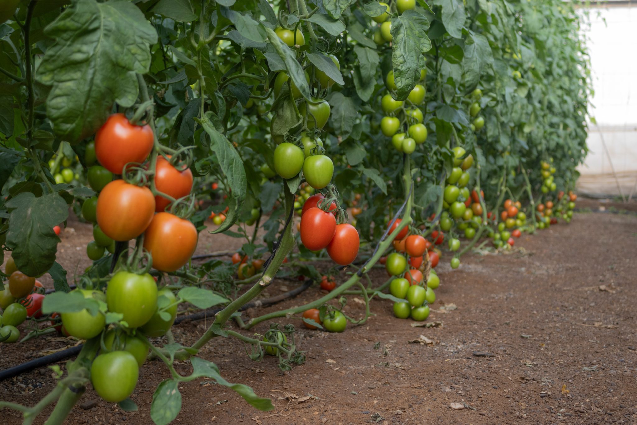 CapGen Seeds awaits you at Infoagro Exhibition 2025 with Panoramix and ...